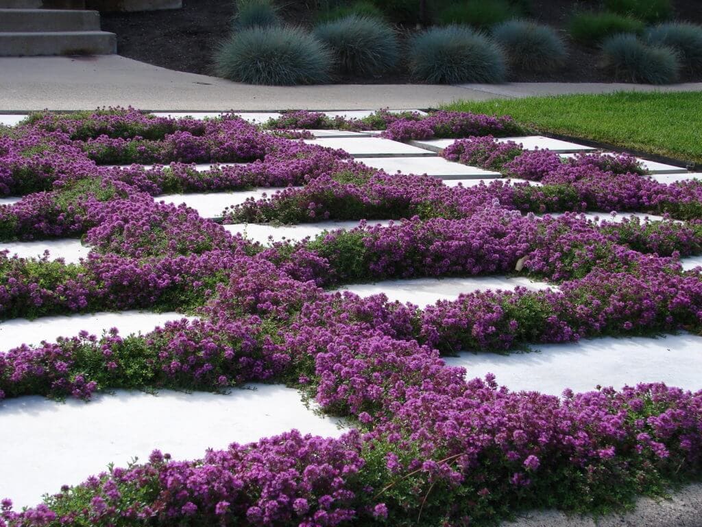 Plants for Stepping Stone Walkways - Hilton Landscape Supply