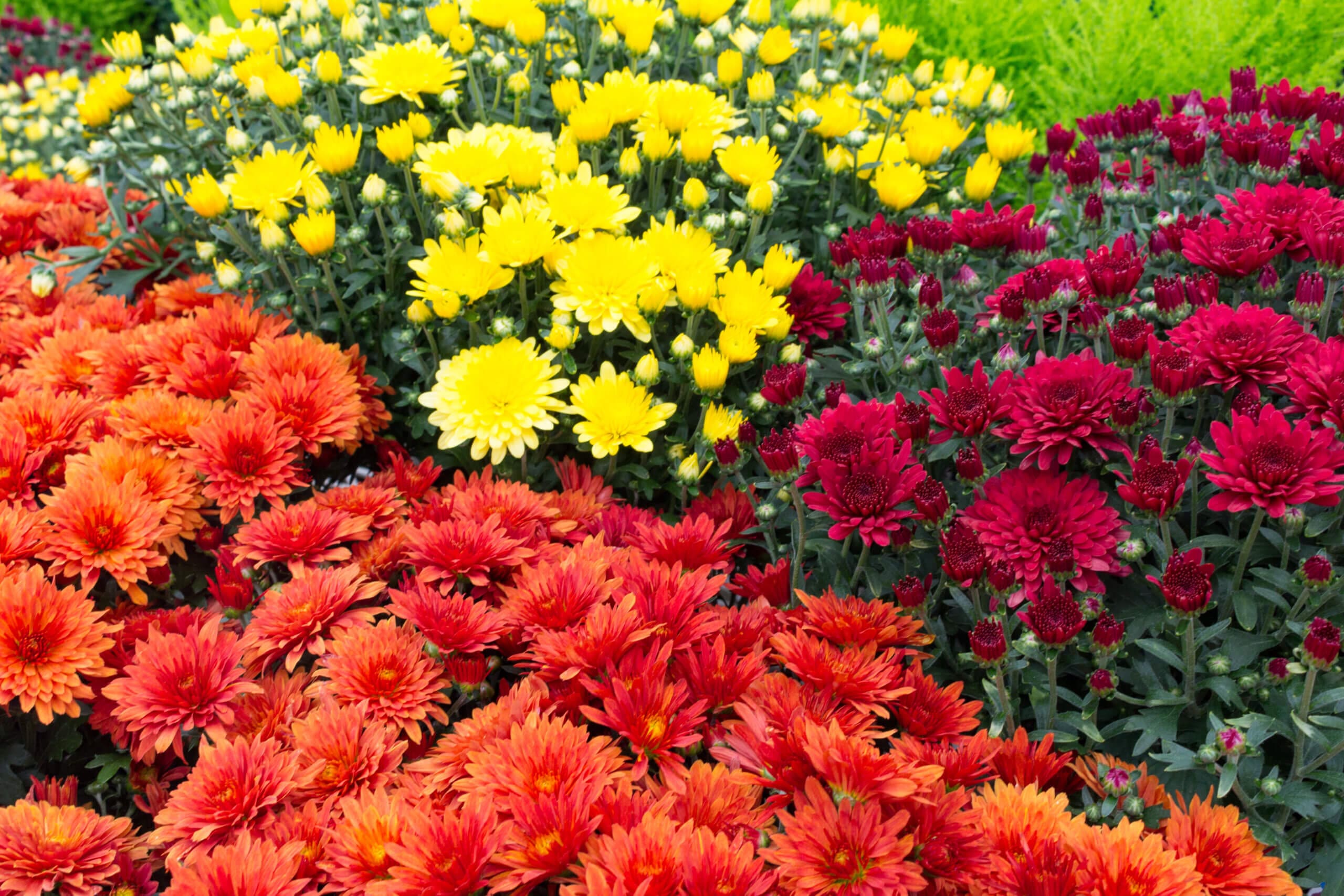 Vibrant Fall Flower Gardens in Southern Oregon - Hilton Landscape Supply