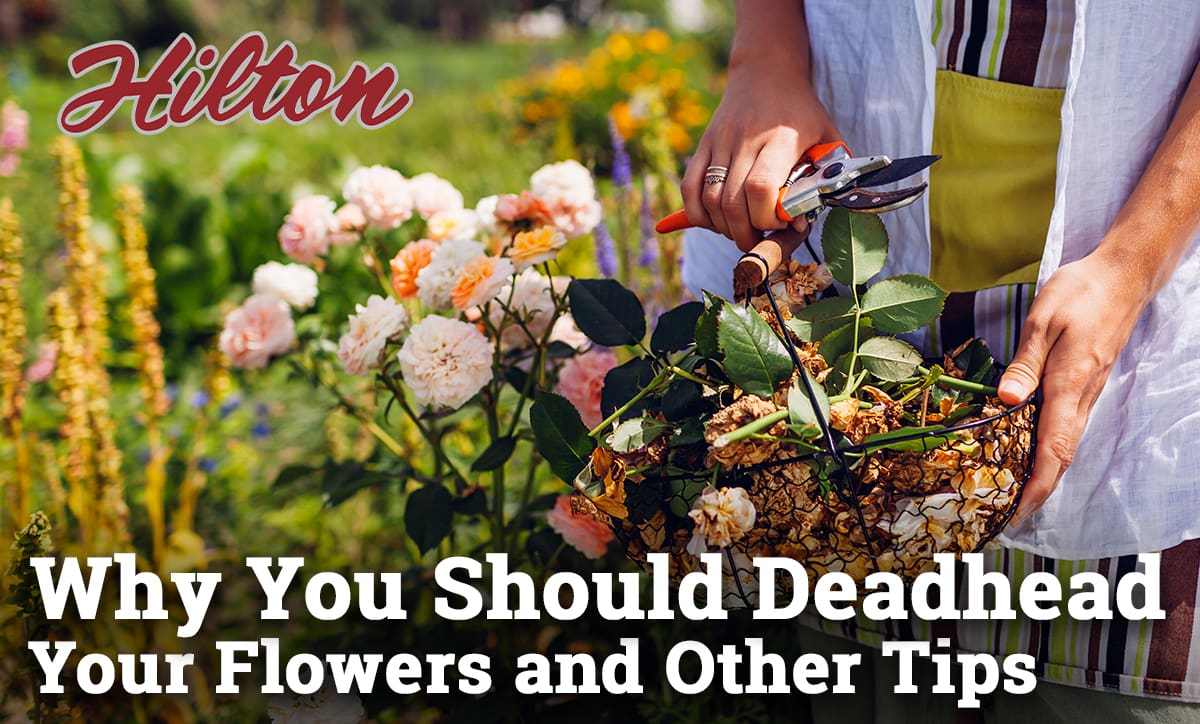 Why You Should Deadhead Your Flowers - Hilton Landscape Supply